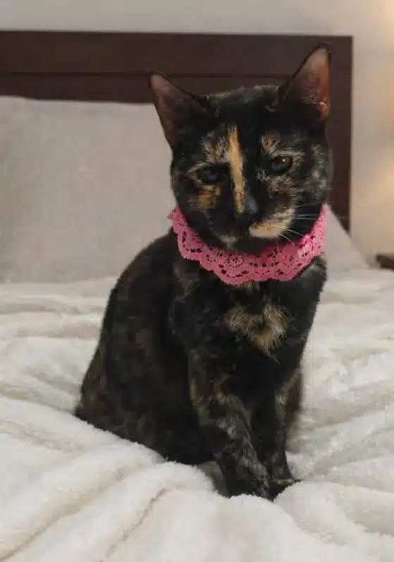 Our sweet Scarlett